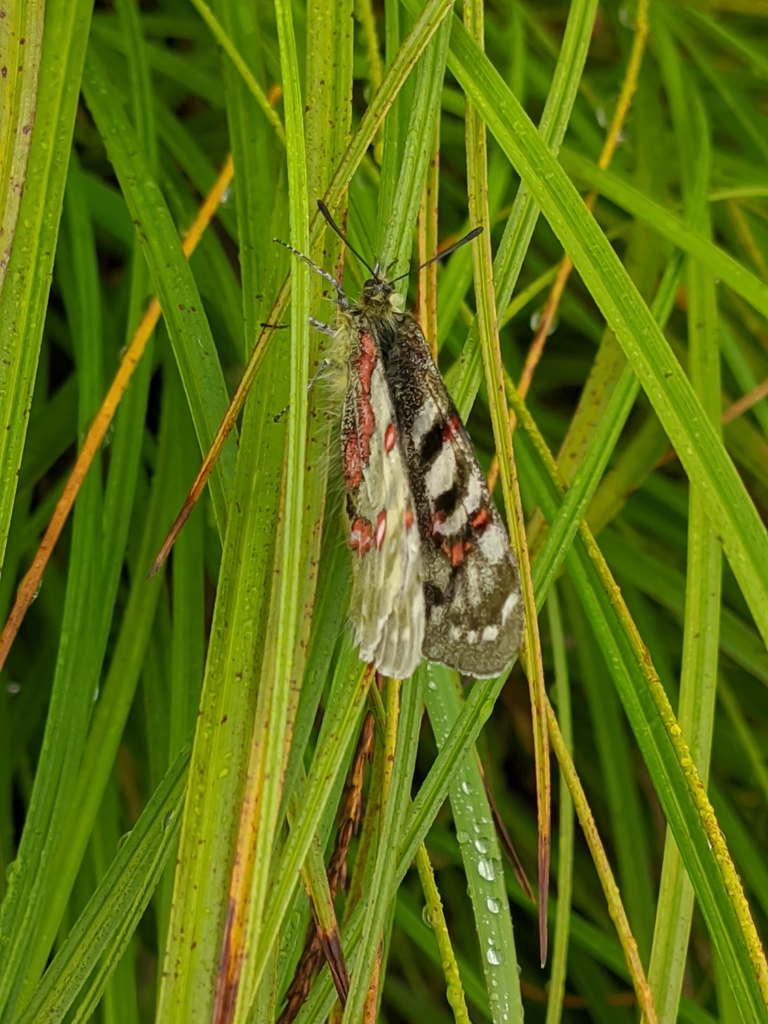 Common Blue Apollo from Namarjung, Nepal on August 23, 2021 at 09:41 AM ...