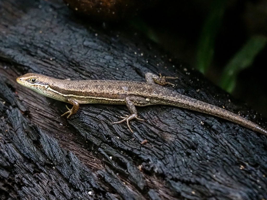 Lizards from Nelly Bay QLD 4819, Australia on May 9, 2022 at 01:46 PM ...