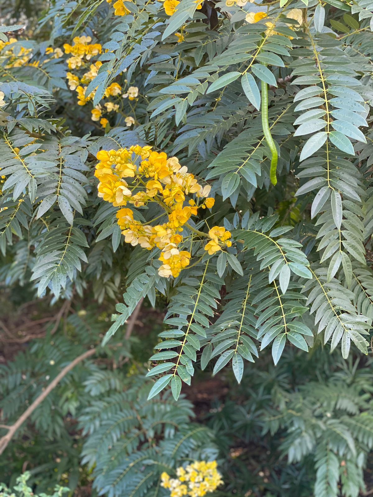 Senna spectabilis (DC.) H.S.Irwin & Barneby