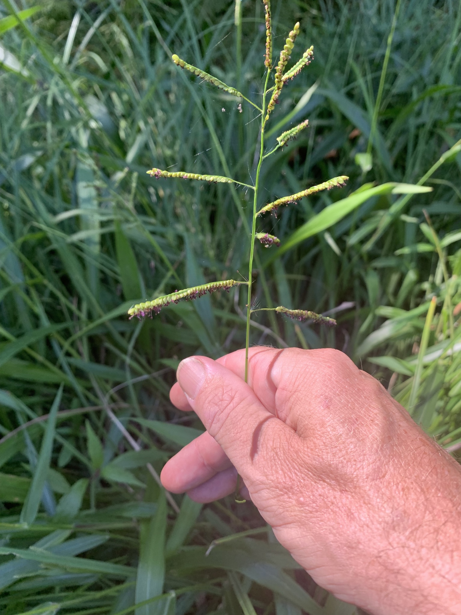 Paspalum scrobiculatum L.