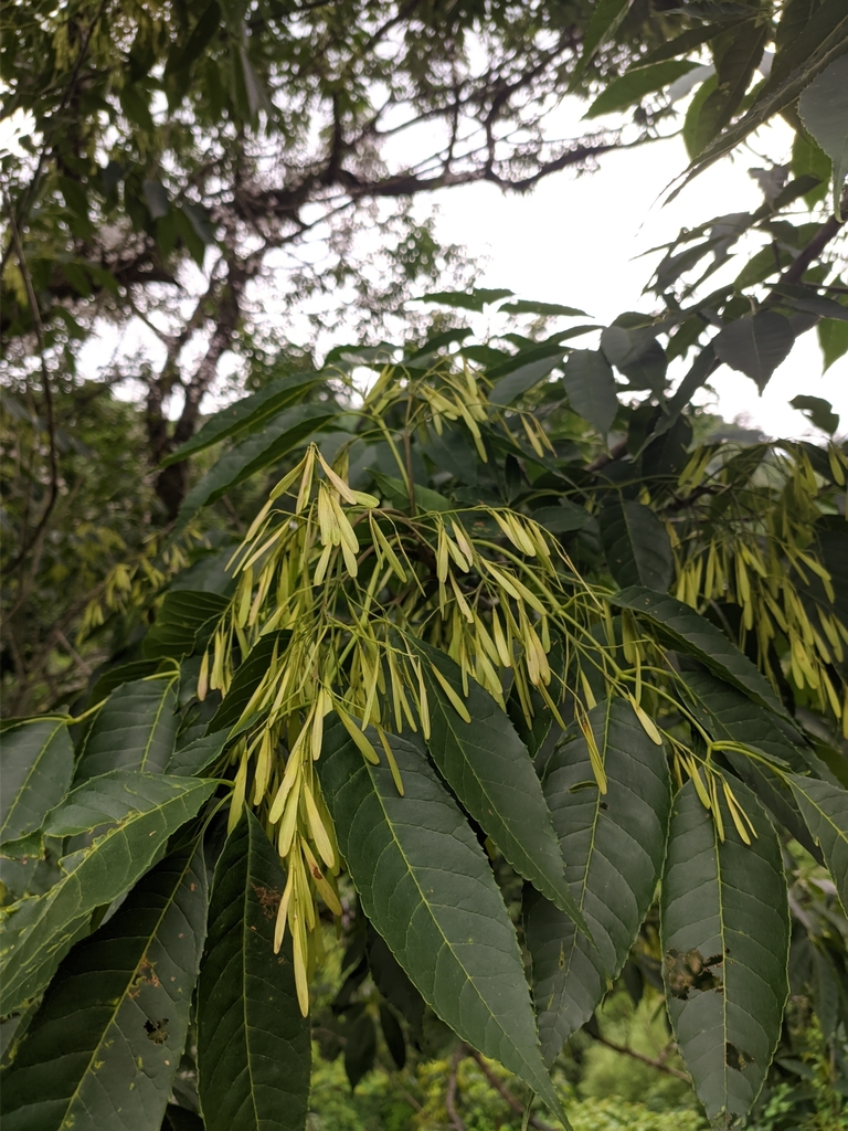 Fraxinus floribunda from Bhujung 33600, Nepal on June 9, 2021 at 08:13 ...