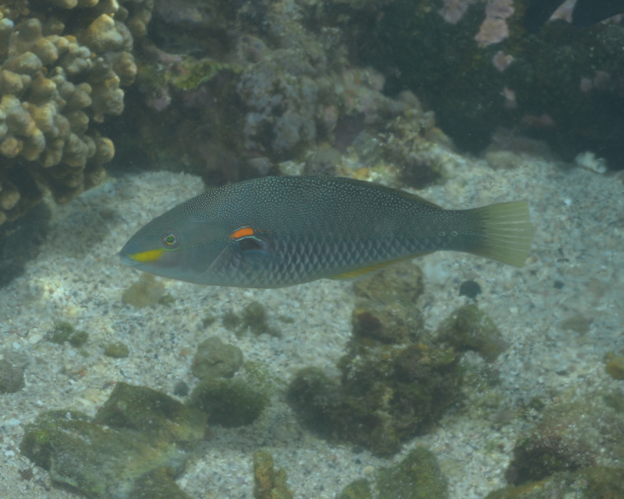 Stethojulis albovittata (Bonnaterre, 1788)