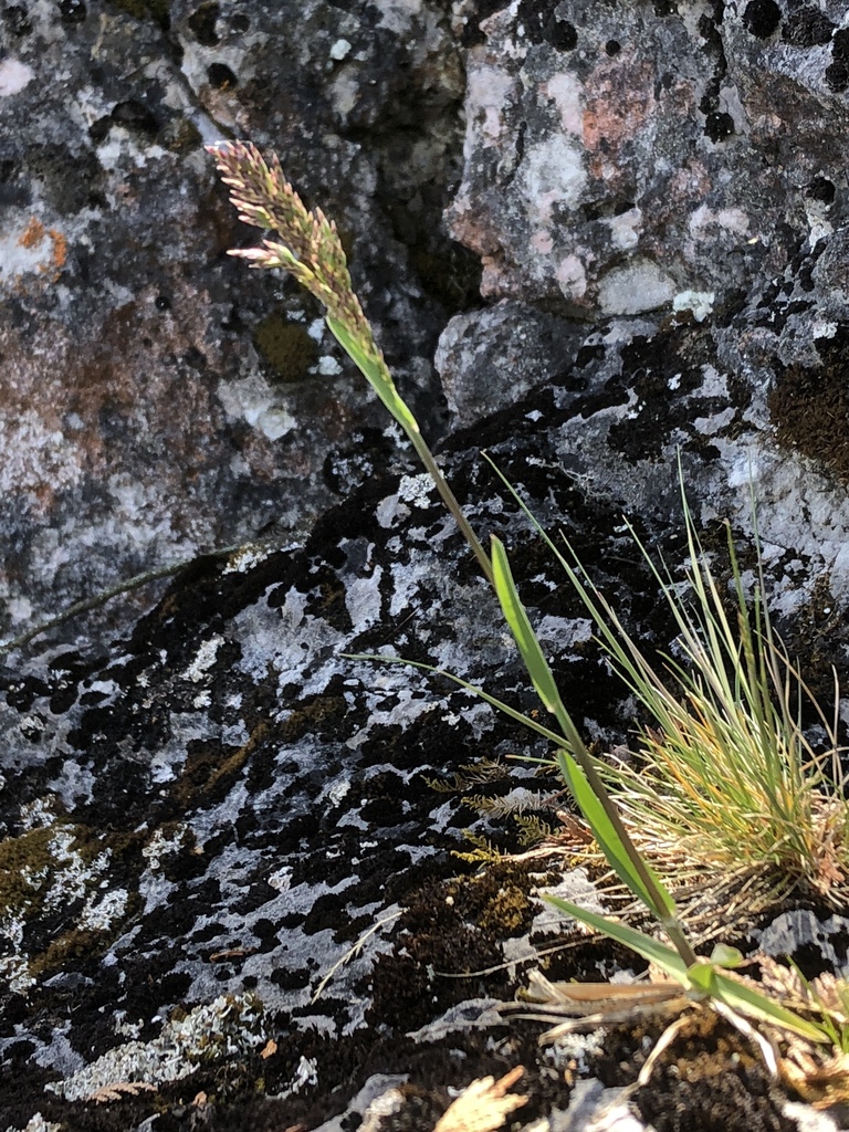 Alpine Bluegrass from Lake Huron, CA-ON, CA on June 12, 2018 at 12:26 ...