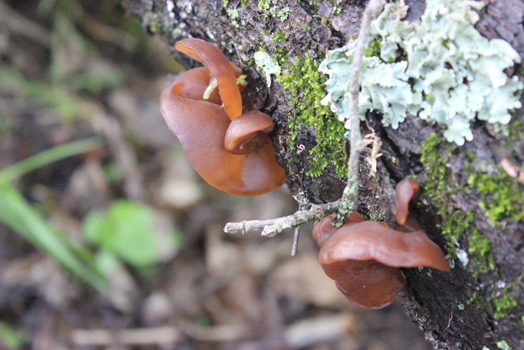Jelly Tree Ear from Franklin County, MO, USA on April 29, 2022 at 05:58 ...