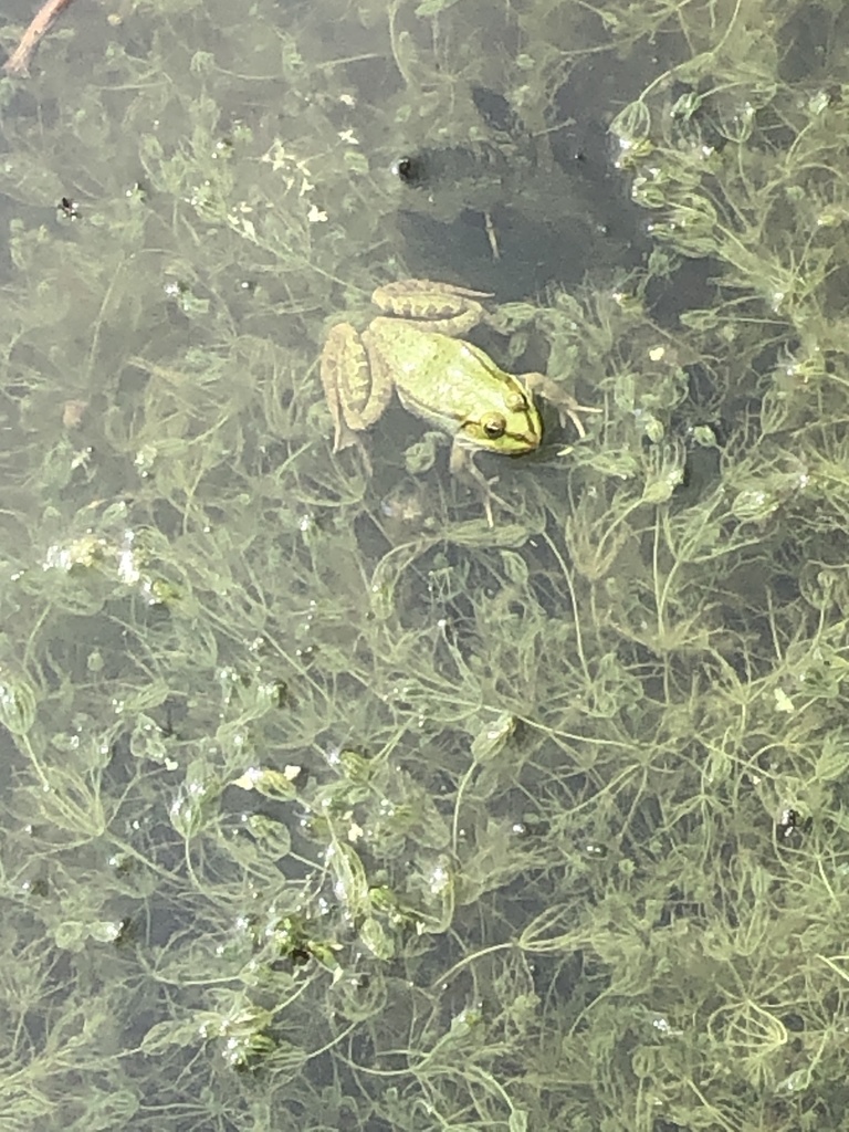 Pool Frog from South Downs National Park, Lewes, England, GB on May 9 ...