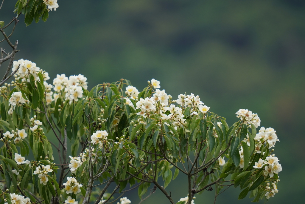 Chinese Gugertree in May 2022 by tkp123 · iNaturalist