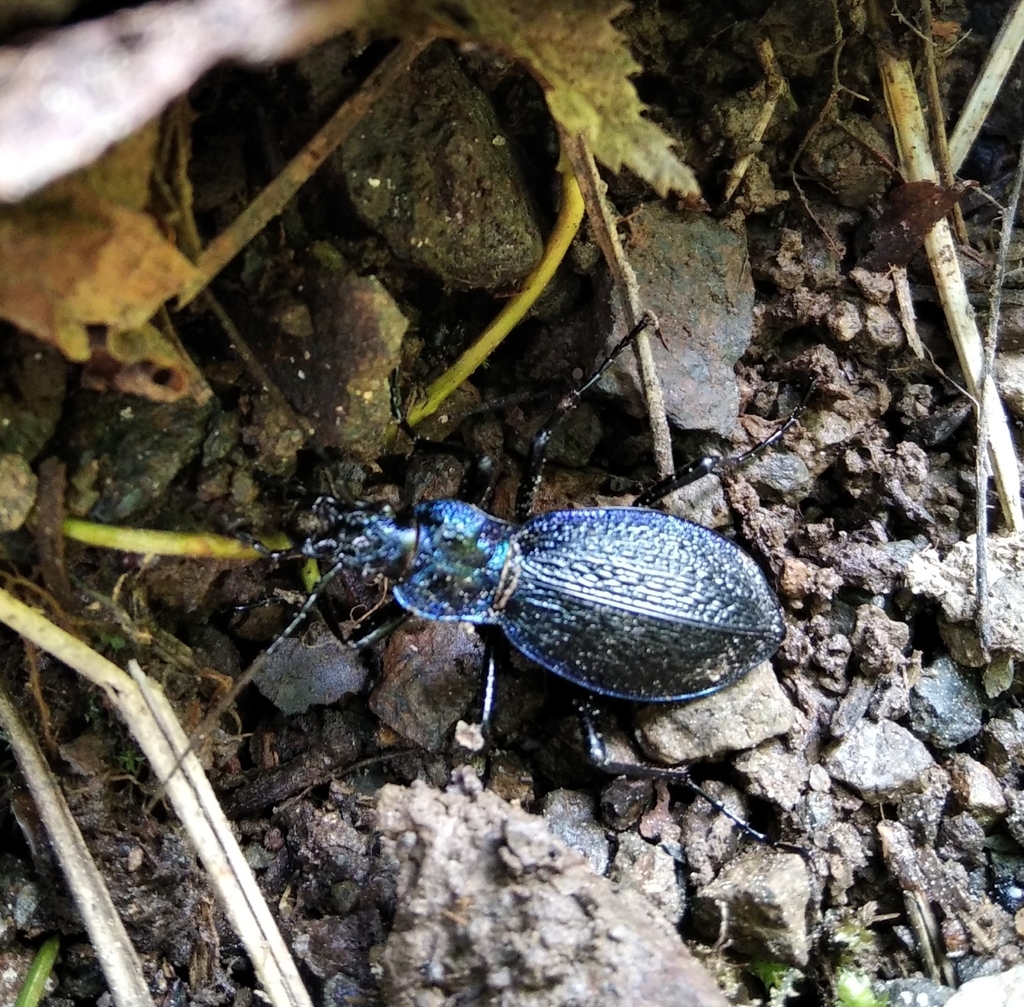 Blue Ground Beetle from Hradiště 26, 338 08 Hradiště, Česko on May 09 ...