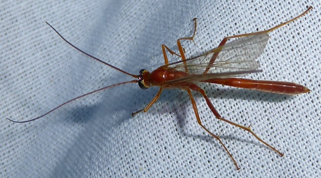 Netelia from Weld County, CO, USA on June 9, 2018 at 11:08 AM by Pam ...