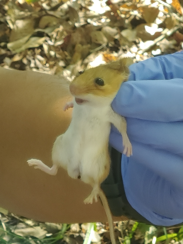 Golden Mouse from Melrose, FL 32666, USA on May 9, 2022 at 08:42 AM by ...