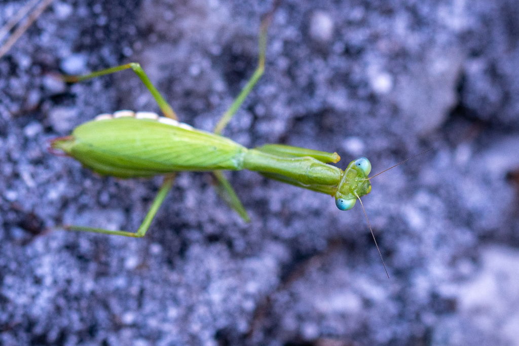 South African Mantis from Overberg, Western Cape, South Africa on May 1 ...