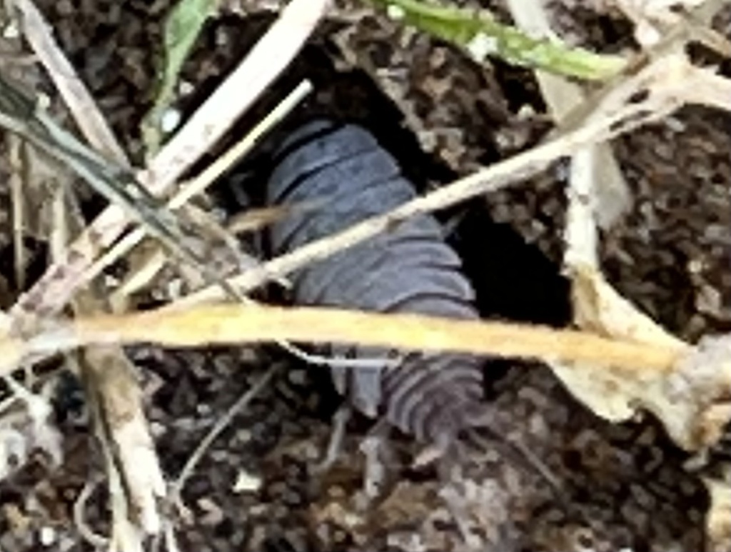 Flowery Blue Isopod from Stuart St, Brownsboro, TX, US on May 09, 2022 ...