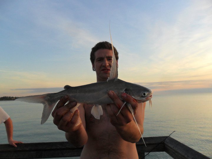 Gafftopsail Catfish from Venice, FL, USA on February 16, 2012 at 09:22 ...