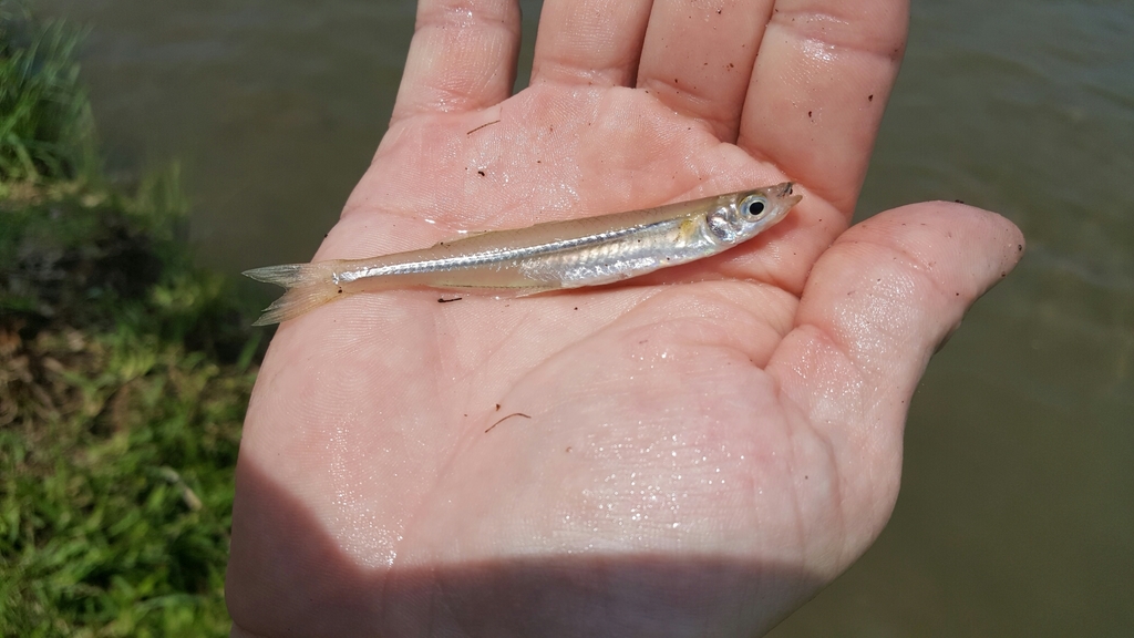 Inland Silverside from 183 Roadrunner Ln, Burnet, TX 78611, USA on June ...