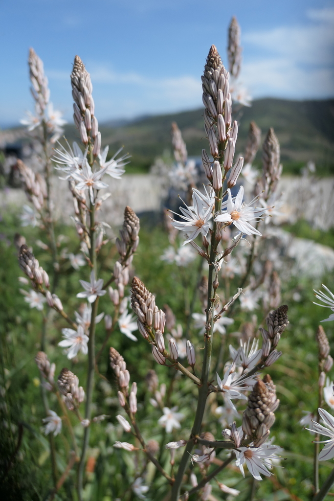 asphodels from Collioure, France on April 26, 2022 at 03:50 PM by ...