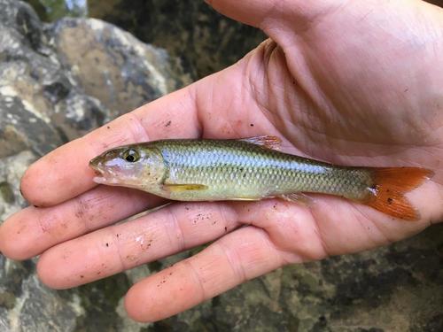Redtail Chub (Fishes of Tennessee (work in progress)) · iNaturalist