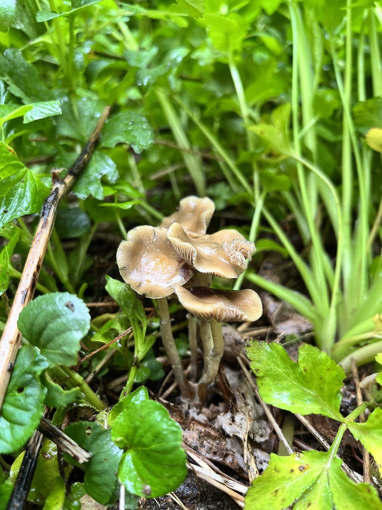 Psychedelic Ovoid Mushroom from Pittsburgh, PA, US on May 7, 2022 at 11 ...
