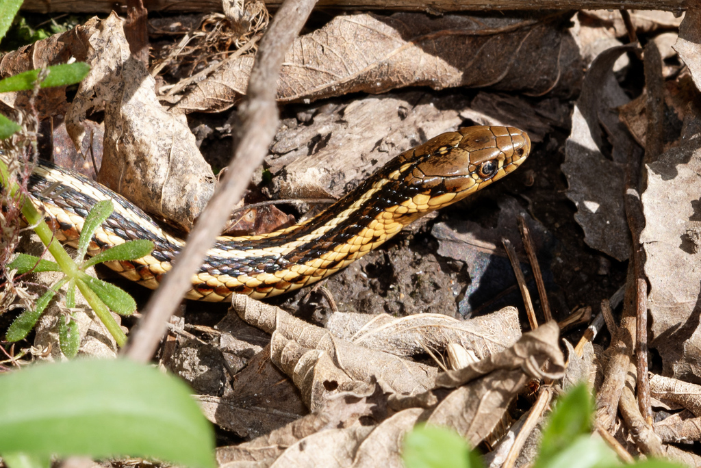 Butler's Garter Snake from Okemos, Meridian Charter Township, MI, USA ...