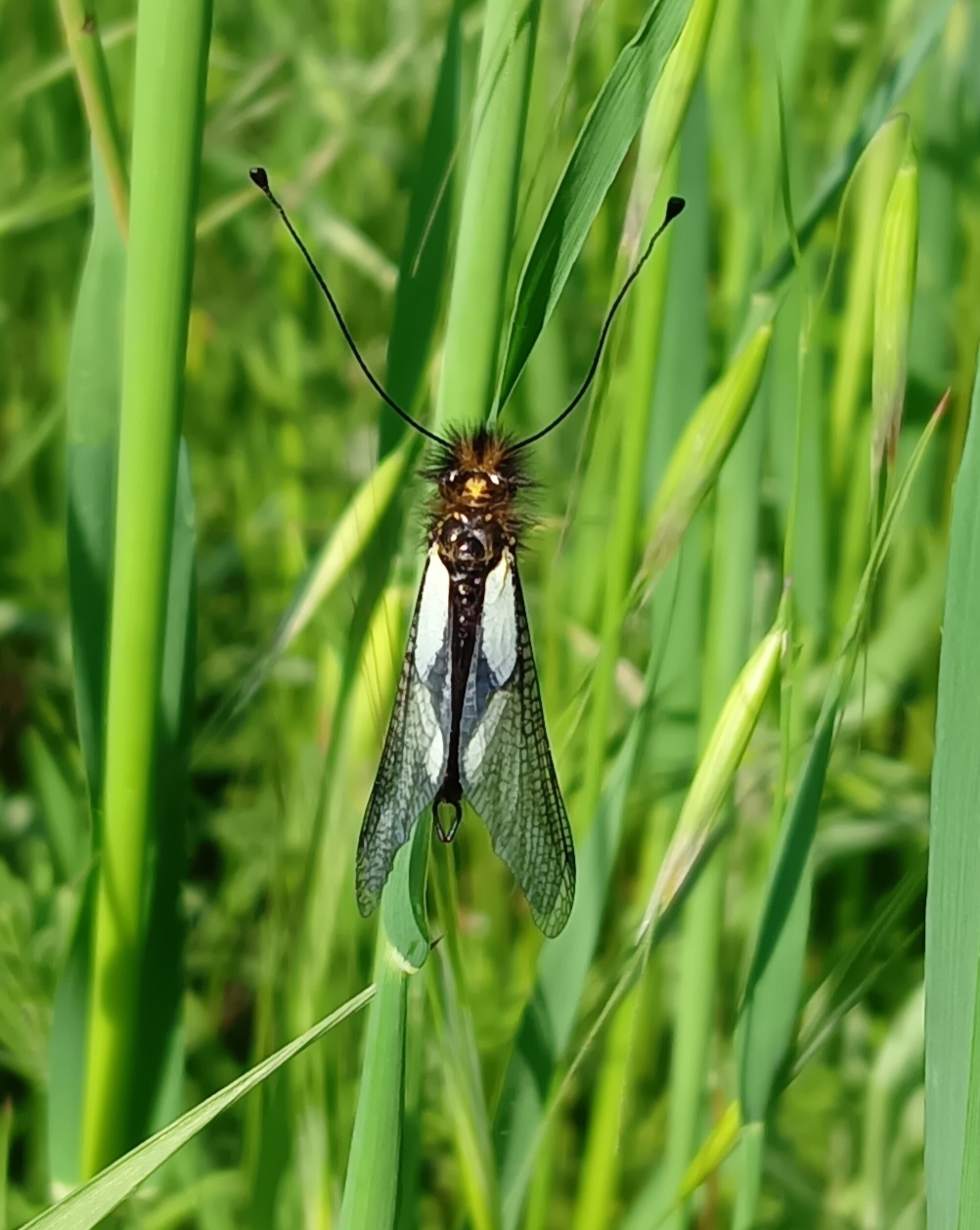 Libelloides lacteus (Brullé, 1832)