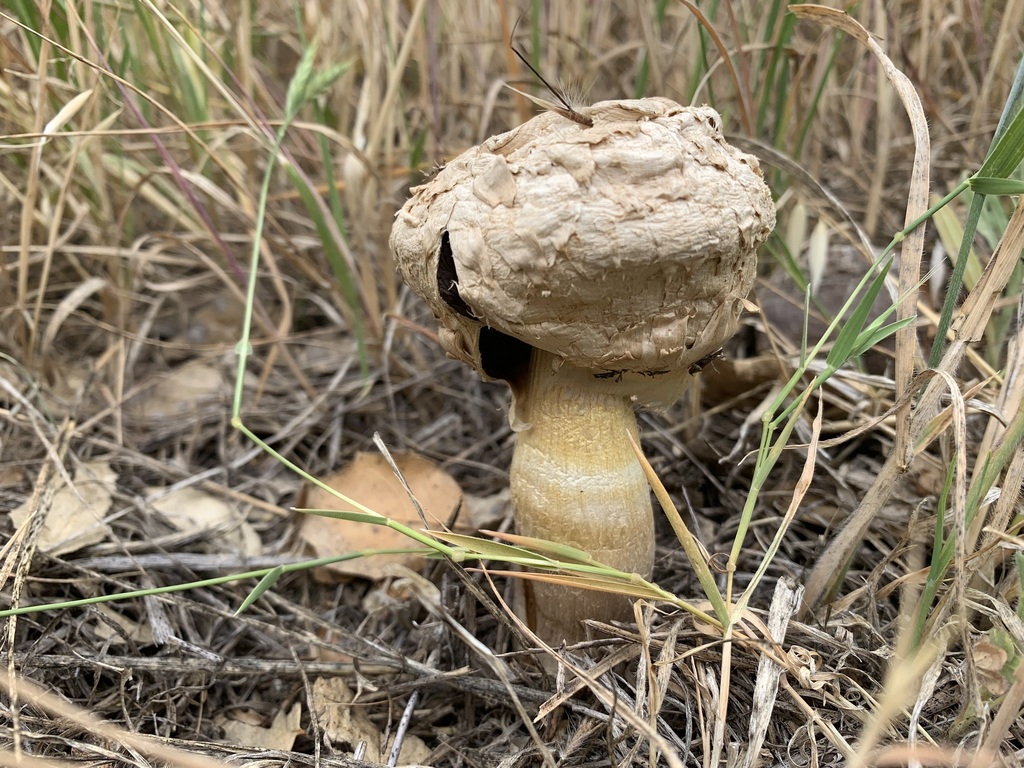 Gasteroid Agaricus from Almaden, San Jose, CA, USA on May 08, 2022 at ...