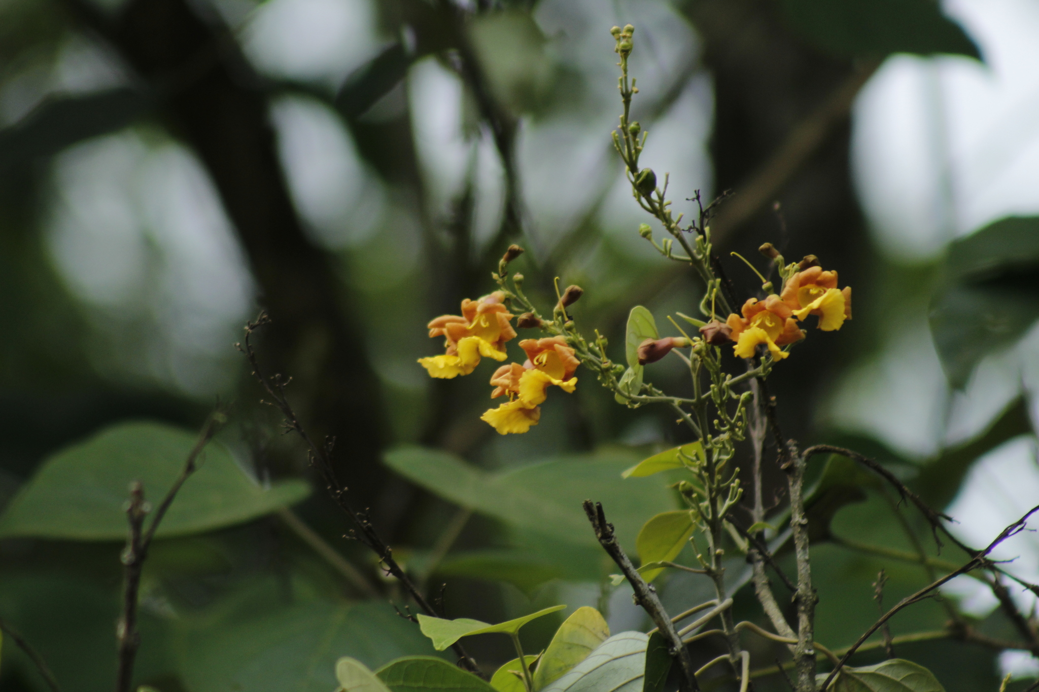 Gmelina arborea Roxb. ex Sm.