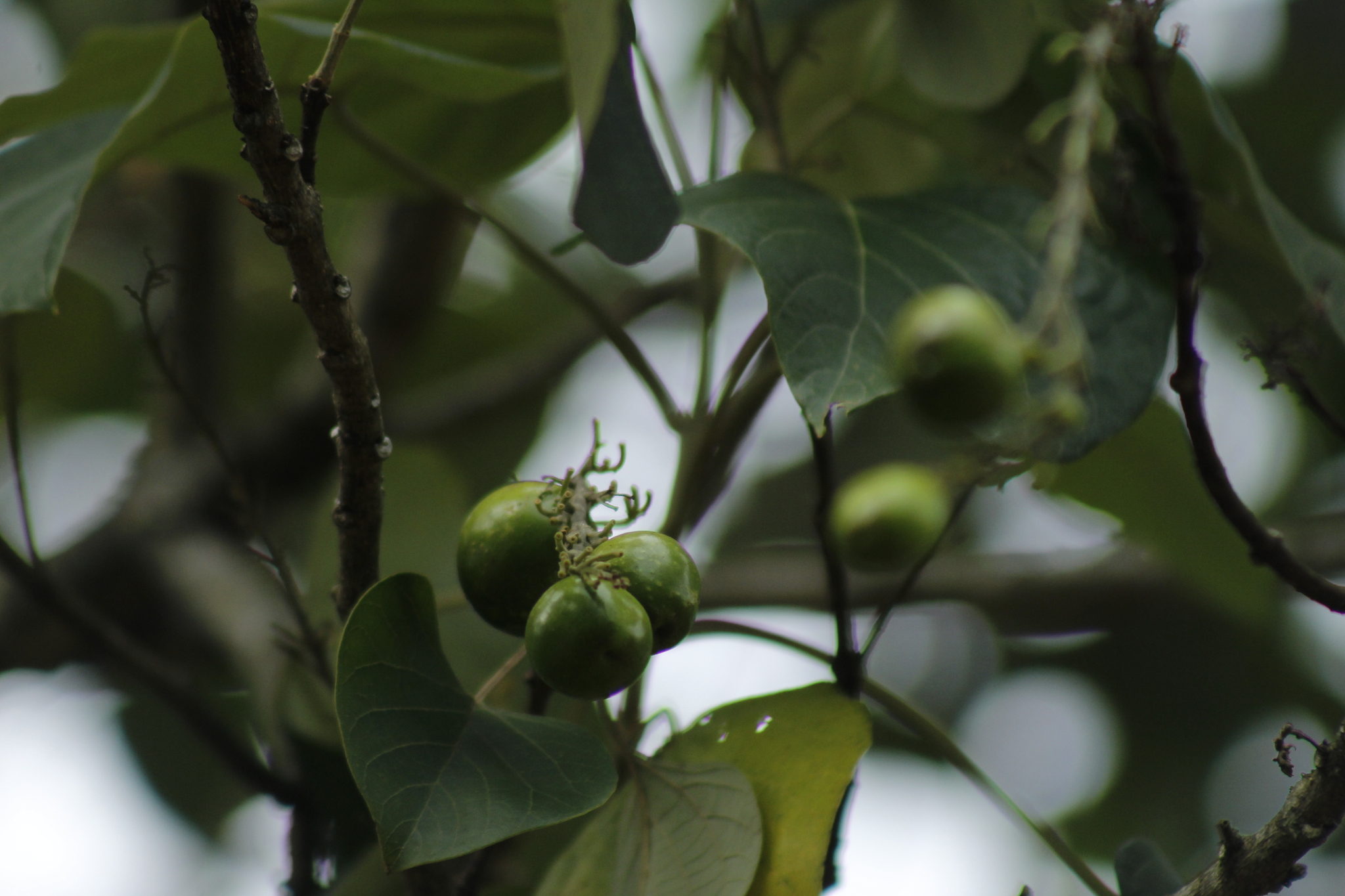 Gmelina arborea Roxb. ex Sm.