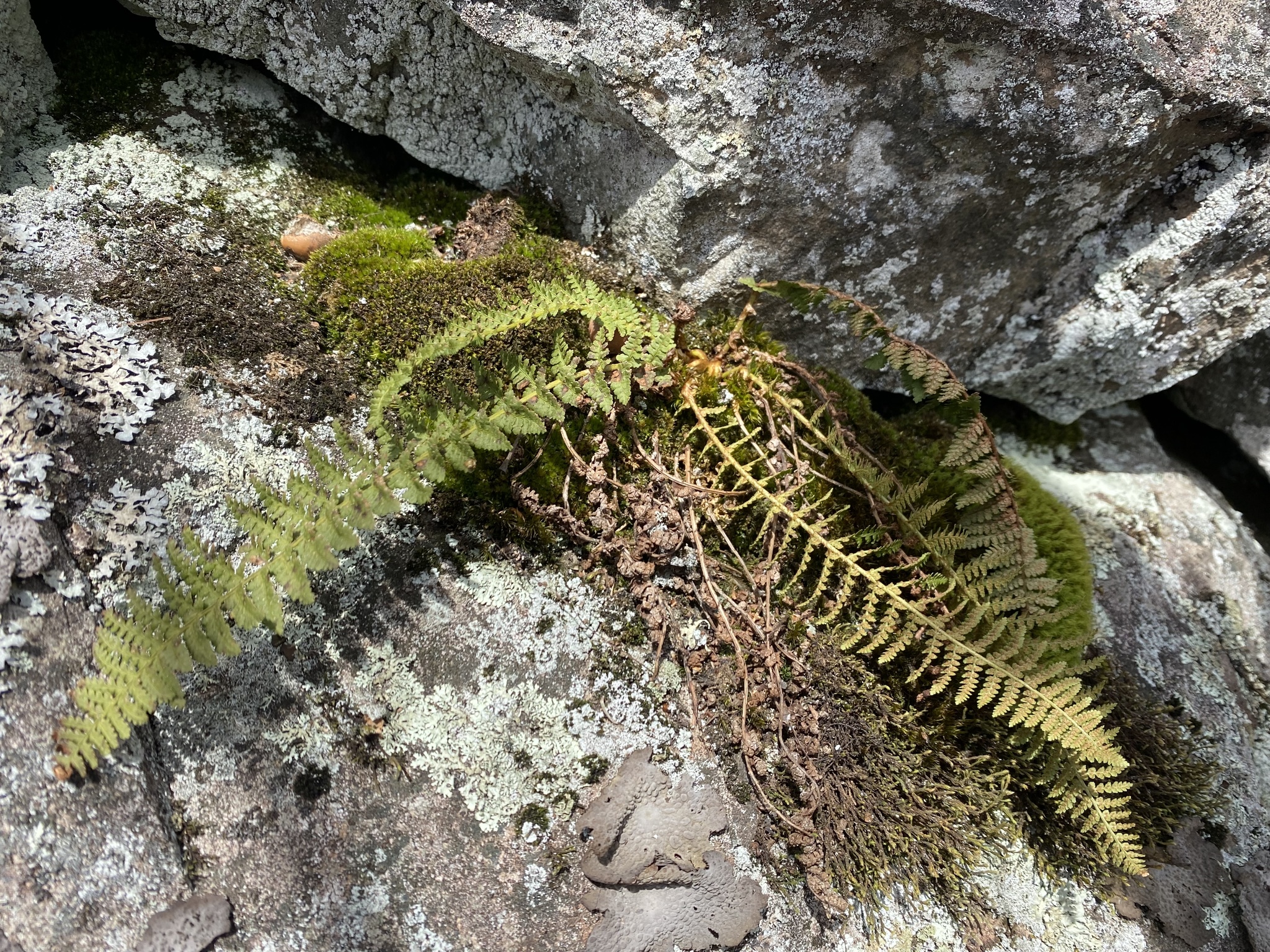 Dryopteris fragrans (L.) Schott