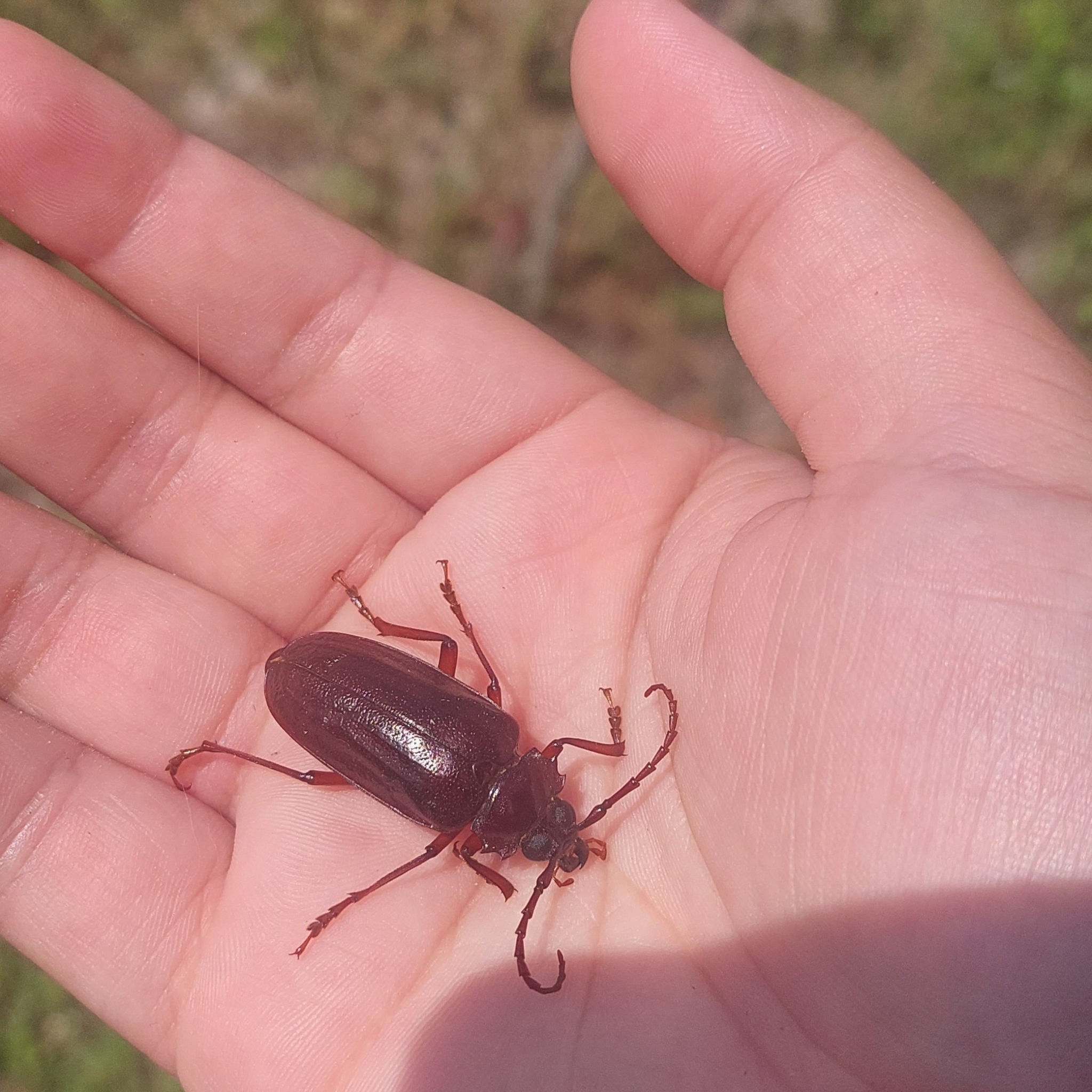 Prionus pocularis Dalman, 1817