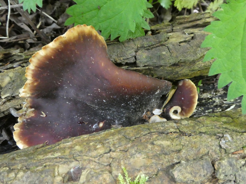 Bay Polypore from Dudley, UK on May 9, 2022 at 09:14 AM by ecwoolley ...