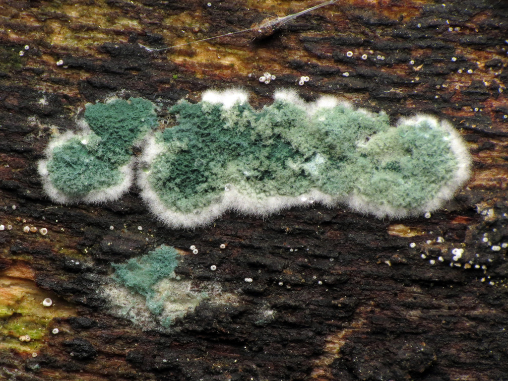 Trichoderma (Fungi - Van Damme, Mendo Nov 2022) · iNaturalist