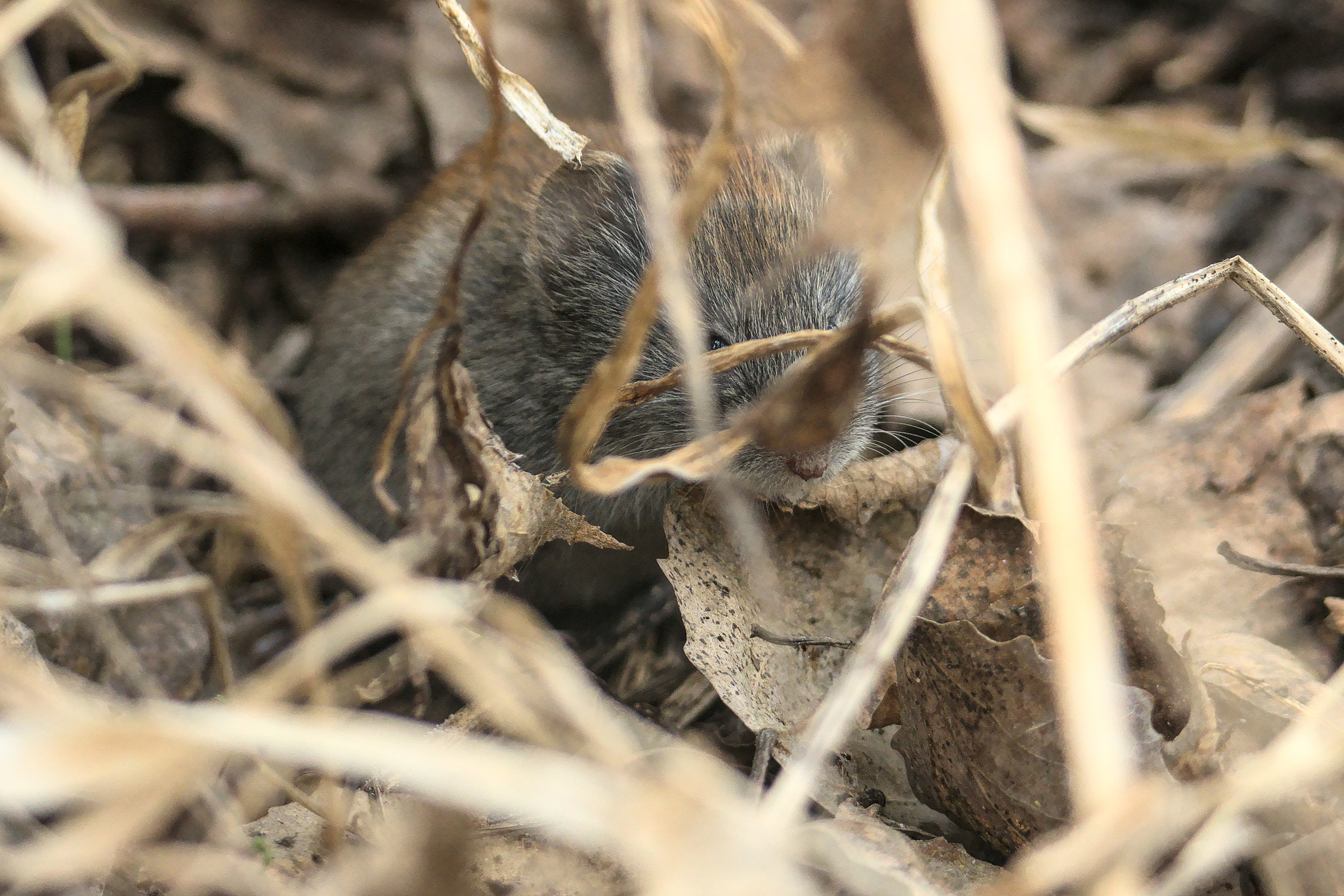 Myodes rufocanus (Sundevall, 1846)