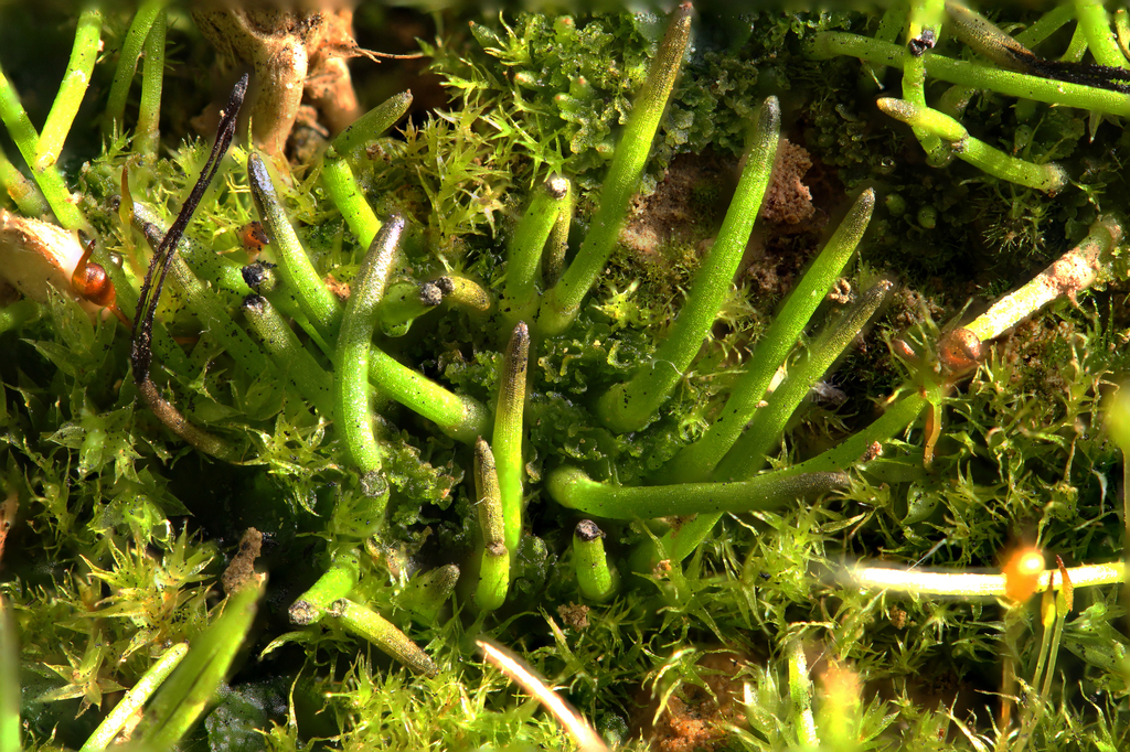 Anthoceros neesii in October 2021 by Uwe Schwarz · iNaturalist