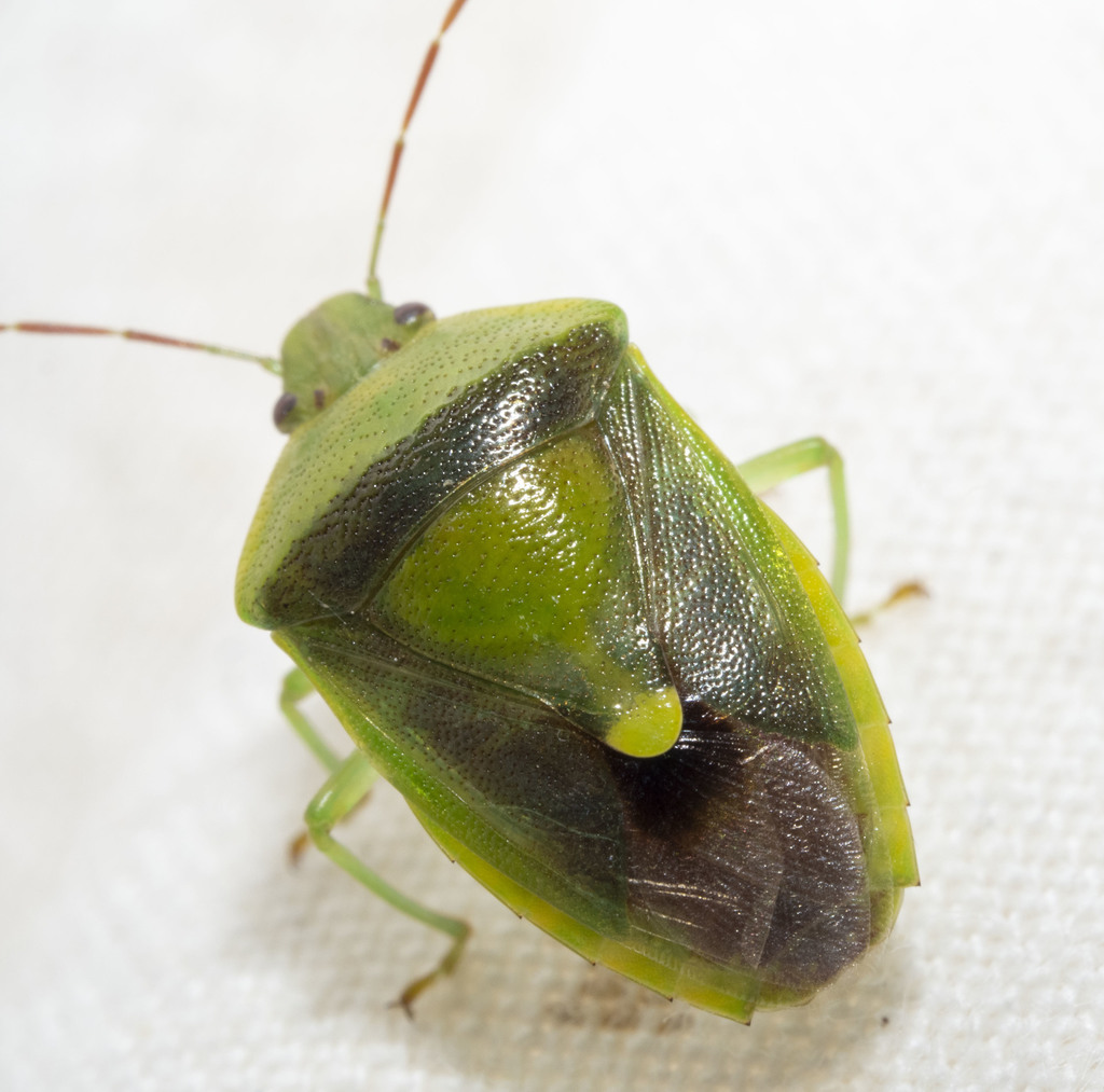 Green Burgundy Stink Bug from Papeete Dr, Plano, TX 75075, USA on April ...