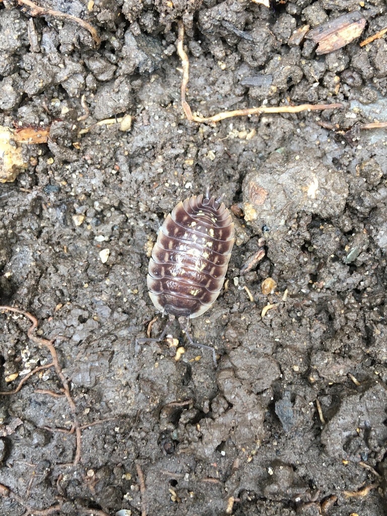 Common Shiny Woodlouse from Vaughan St, London, England, GB on April 12 ...