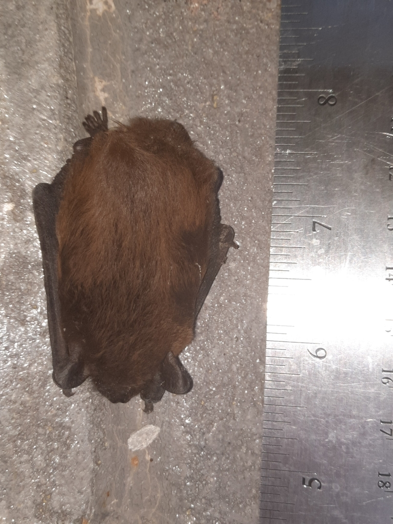 Evening Bat from 1100 Main Street on May 09, 2022 at 06:49 AM by ...