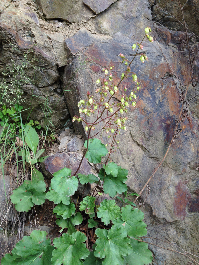 American Alumroot (Wildflowers of the Preserve at Shaker Village ...