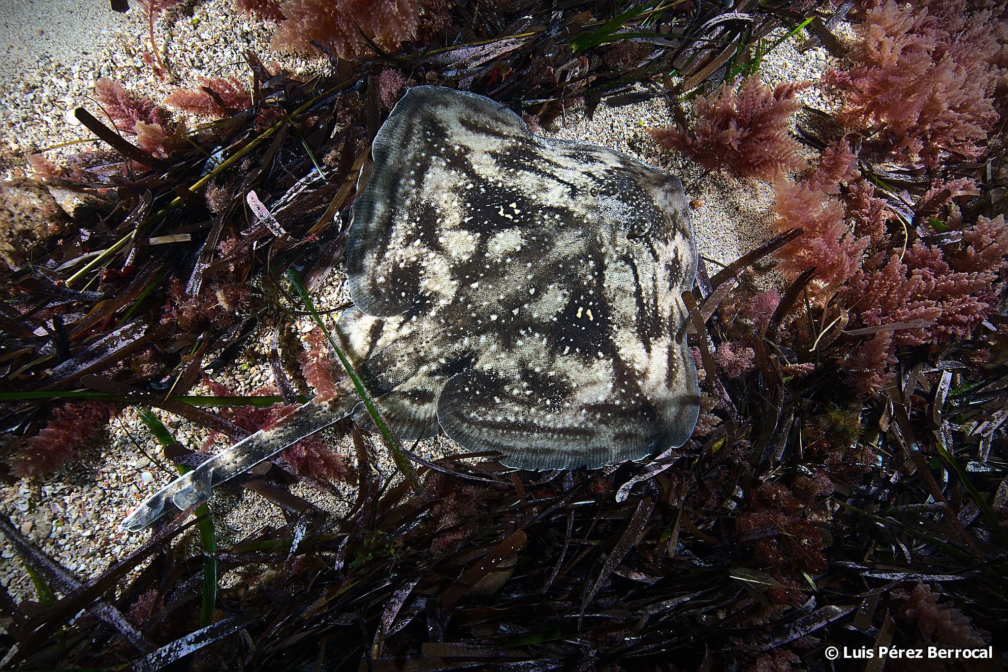 Raja radula Delaroche, 1809