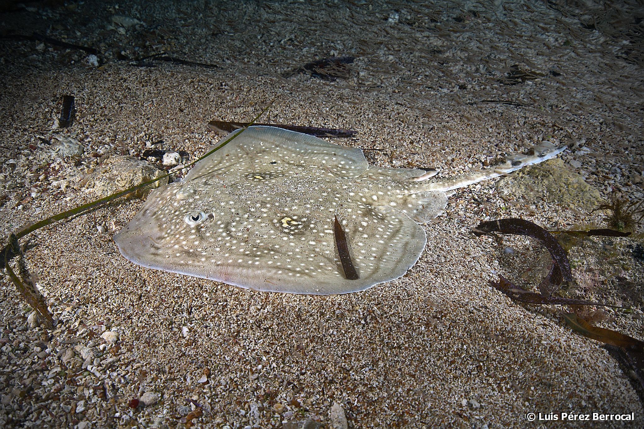 Raja radula Delaroche, 1809