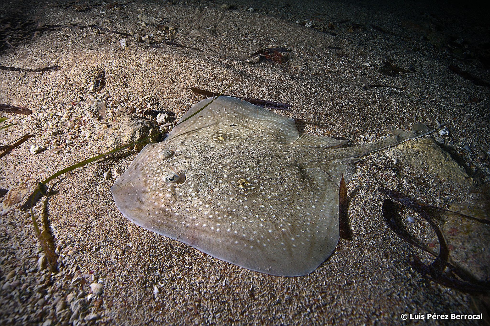 Raja radula Delaroche, 1809