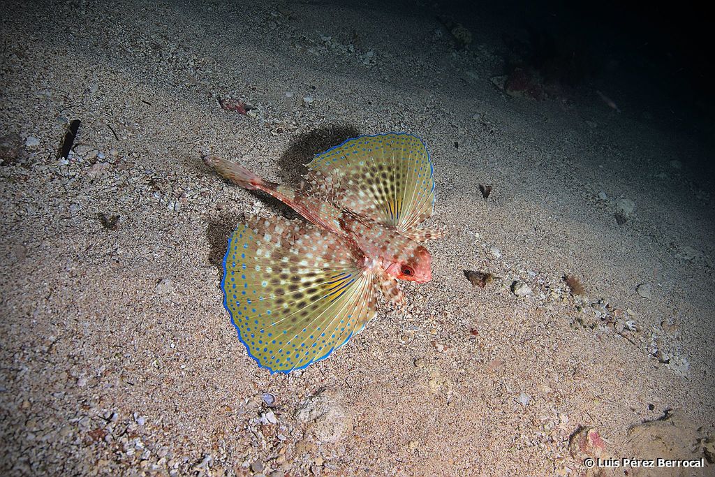 Flying Gurnard (Dactylopterus volitans) - Marine Life Identification