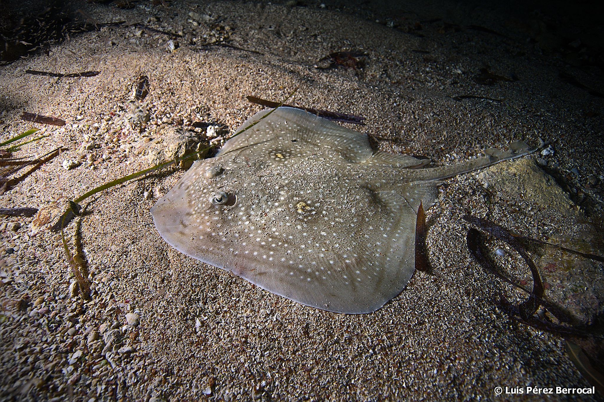 Raja radula Delaroche, 1809