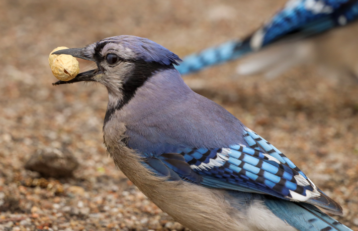 Blue Jay from Nebraska, US on May 8, 2022 at 02:18 PM by tiller ...
