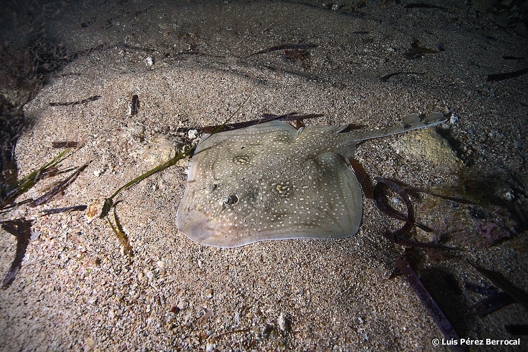 Raja radula Delaroche, 1809