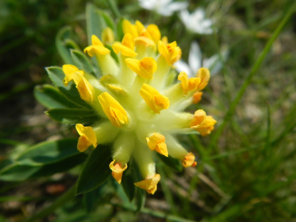 Common Kidney-Vetch (Energy Garden Plants) · iNaturalist