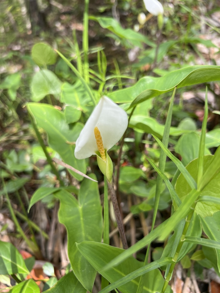 white arrow arum from Foley, AL, US on May 9, 2022 at 03:01 PM by btown ...