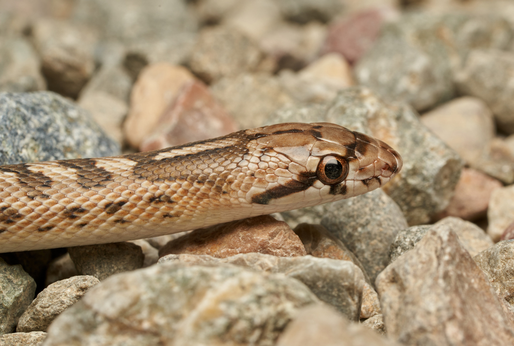 Glossy Snake (Arizona elegans) - Snakes and Lizards