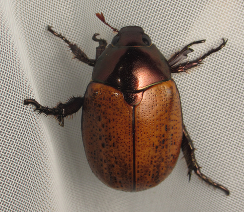 Anomala caucana · iNaturalist