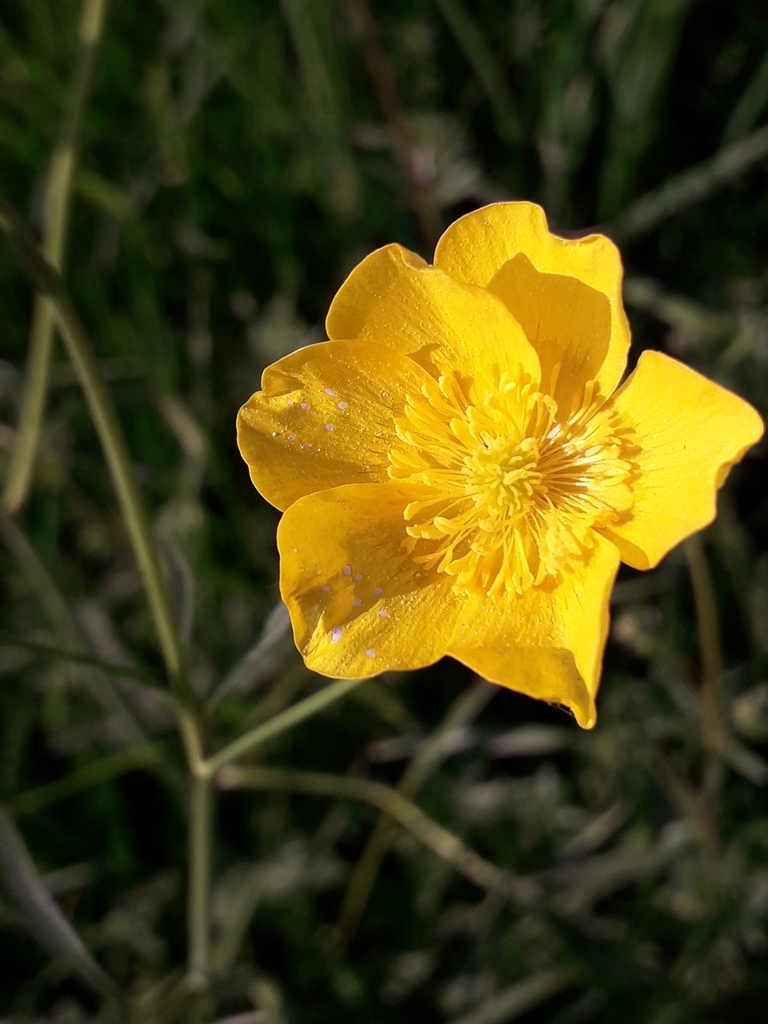 Anemones, buttercups, larkspurs and allies from 8228 Mamer, Luxembourg ...