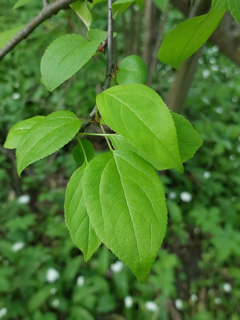 European Wild Apple (Malus sylvestris) - Botanical Realm