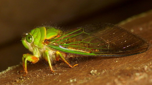 Carineta spoliata · iNaturalist