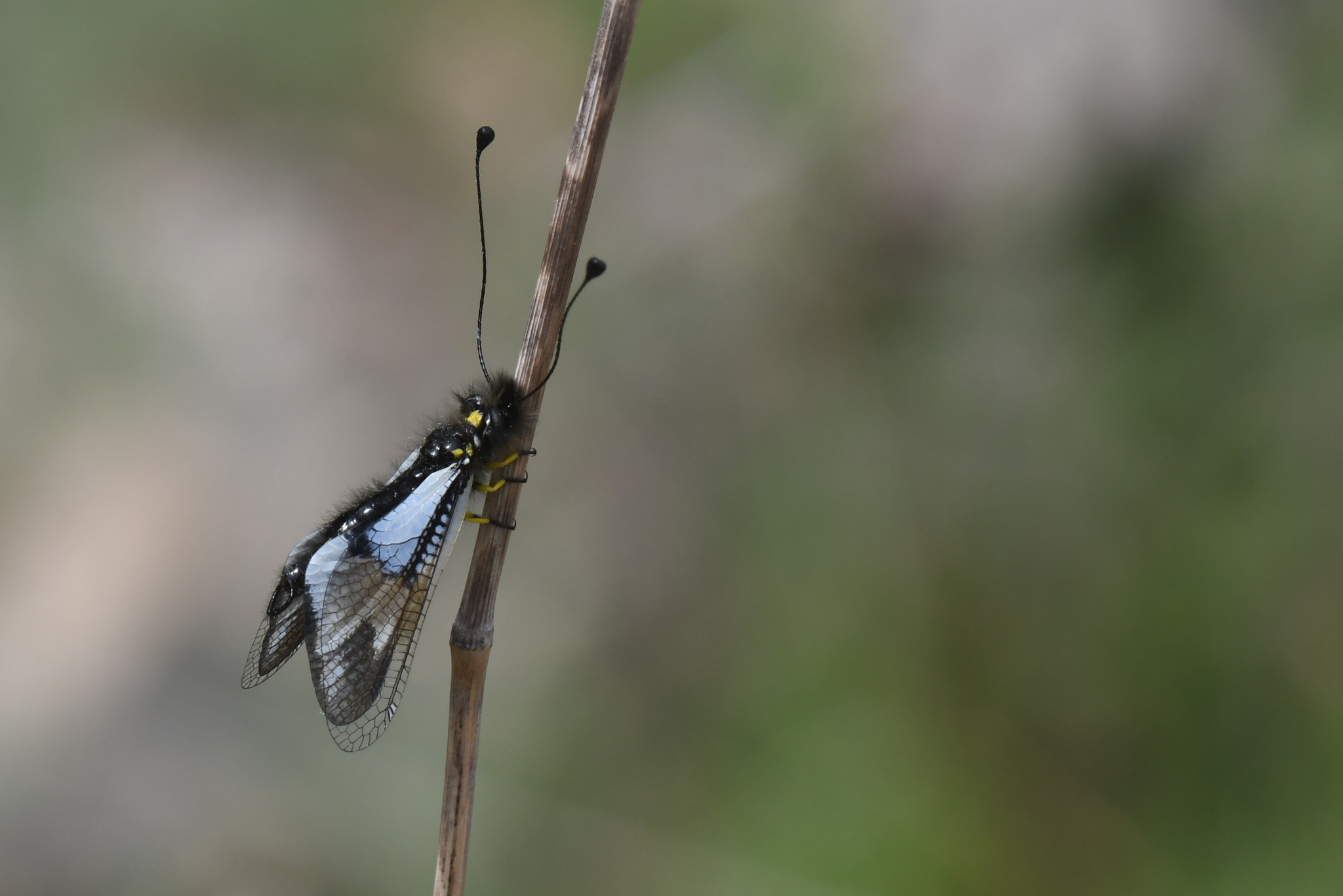 Libelloides lacteus (Brullé, 1832)